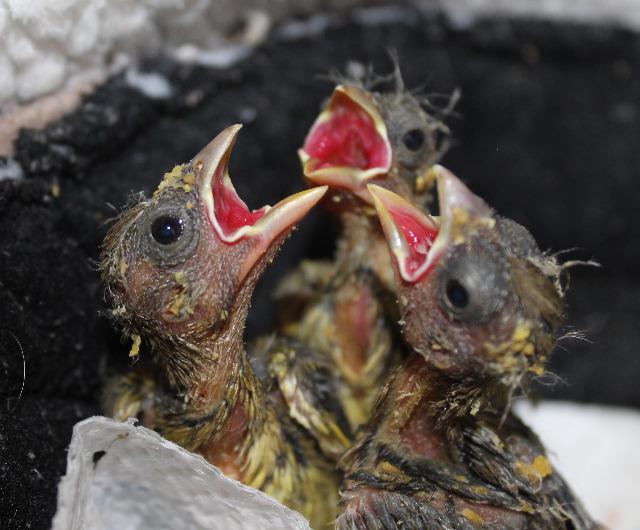 Baby Bird Advice | GSPCA Guernsey