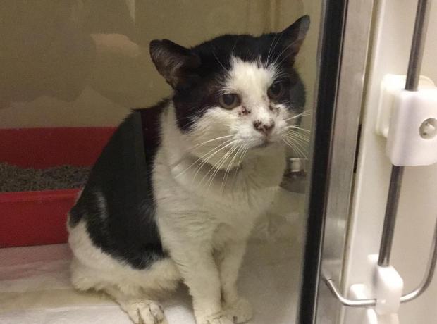 Donate to poorly stray Pushkin's Cat Scan GSPCA Appeal | GSPCA Guernsey