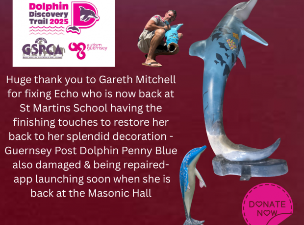 Dolphin Discovery Trail 2025 | GSPCA Guernsey