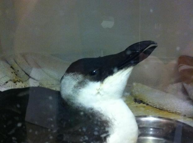 Razy the Razorbill | GSPCA Guernsey