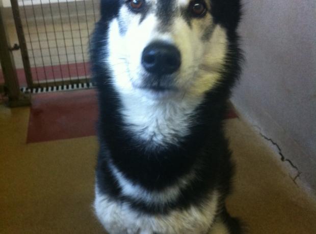 Thank you to all that helped find the stray huskys owner | GSPCA Guernsey