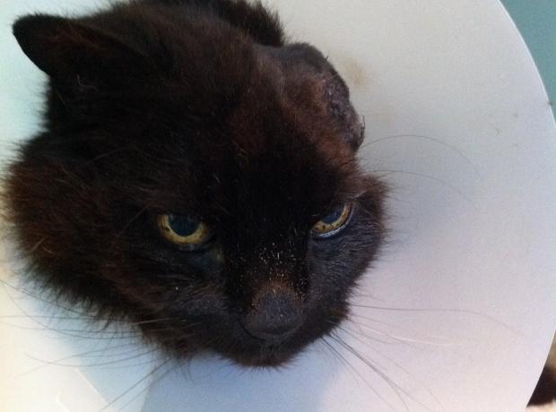 An Update on Mocha the cat | GSPCA Guernsey
