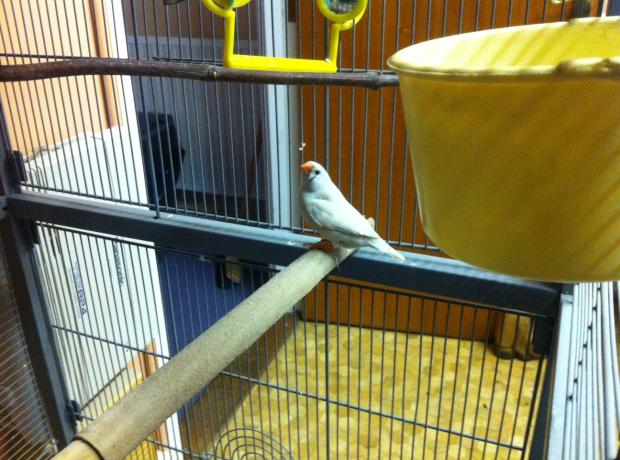 Stray Zebra rescued on Friday by the GSPCA - Have you lost yours ...