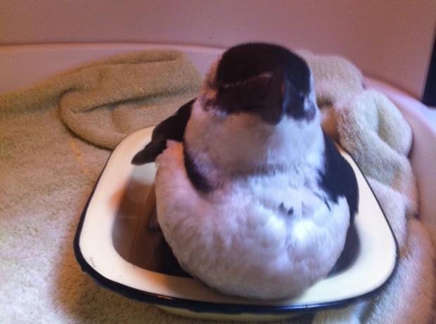 Advice on what to do if you find an oiled bird | GSPCA Guernsey