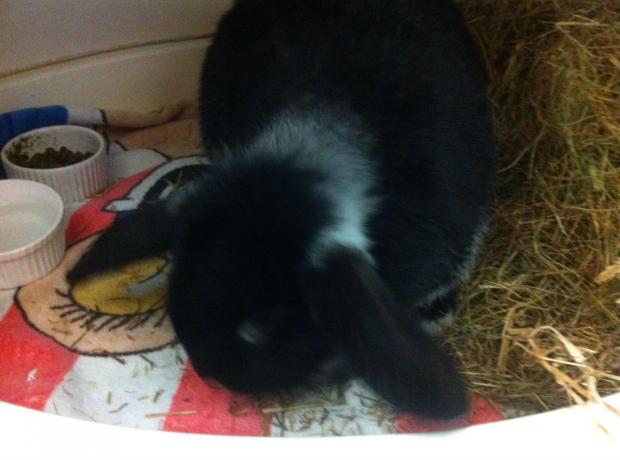 Friendly stray rabbit found in St Martins last night | GSPCA Guernsey